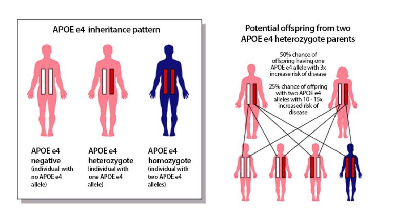 How is the Alzheimer’s Disease APOE Gene Inherited? – Alzheimers ...